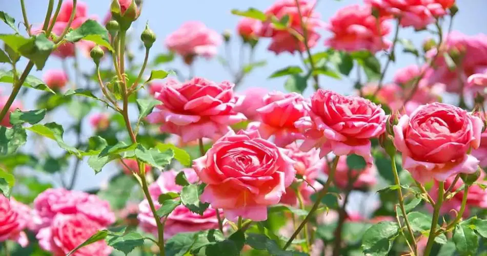 How to get healthy and blooming roses? - garden with grandma