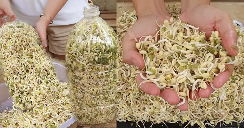 How to grow white bean sprouts at home using plastic bottles: A simple ...