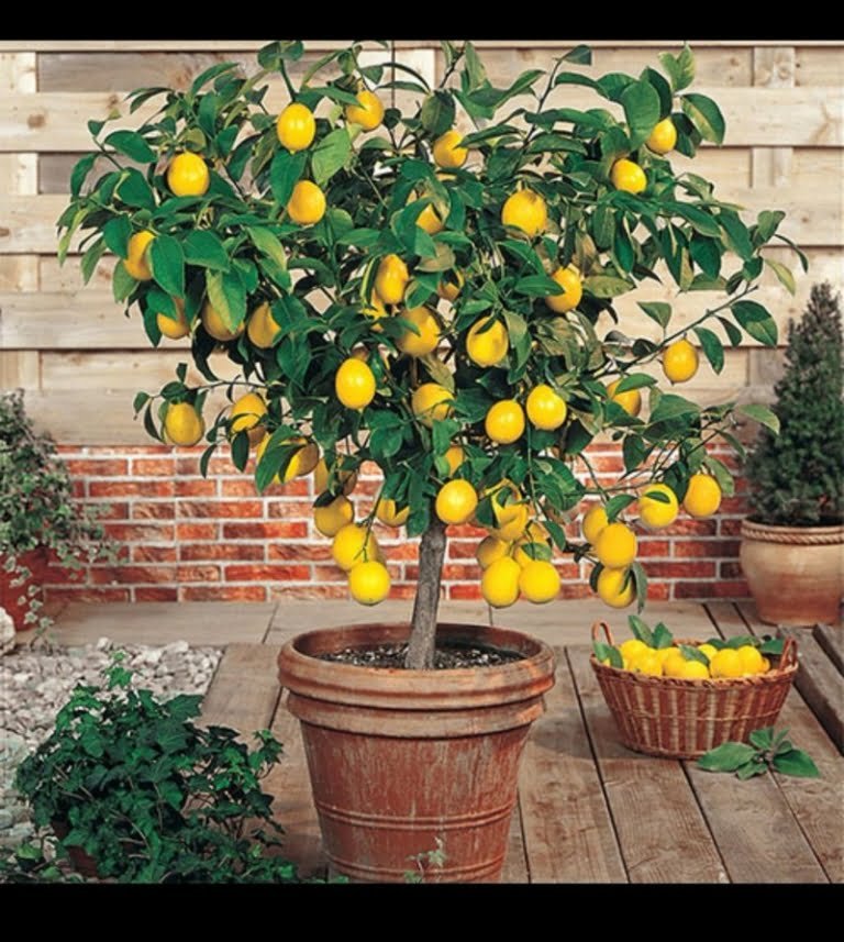 Growing a lemon tree at home: you have 2 options! - garden with grandma