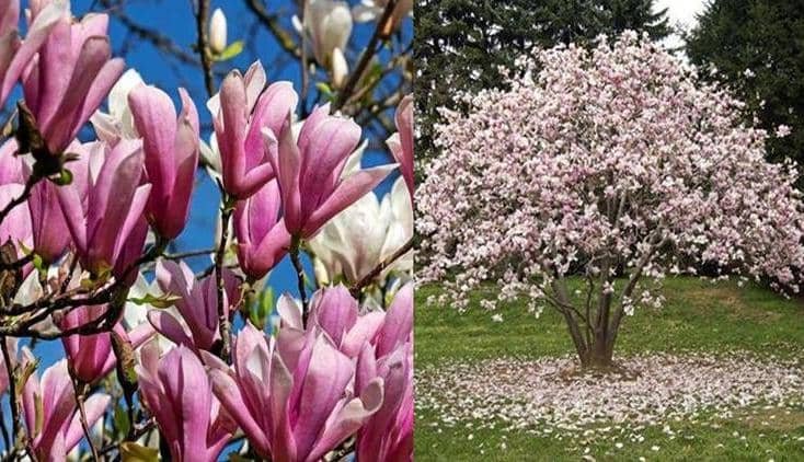 Mastering the Art of Growing Magnolias: A Comprehensive Guide to ...